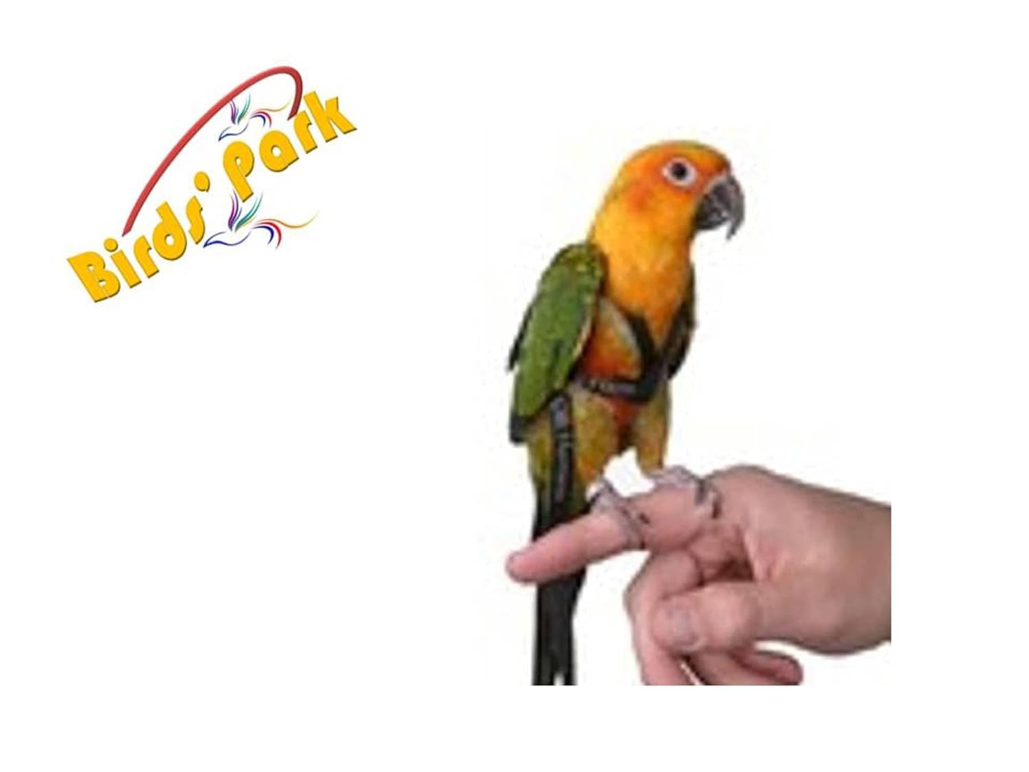 Sun Conure Belt (Sun Conure Harness)-Birds Harness soft-Good for Free ...