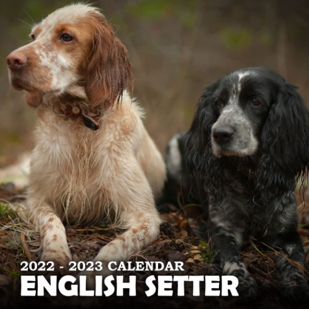 Amazon | English Setter Calendar 2022 - 2023: Unique Breed Dogs with ...