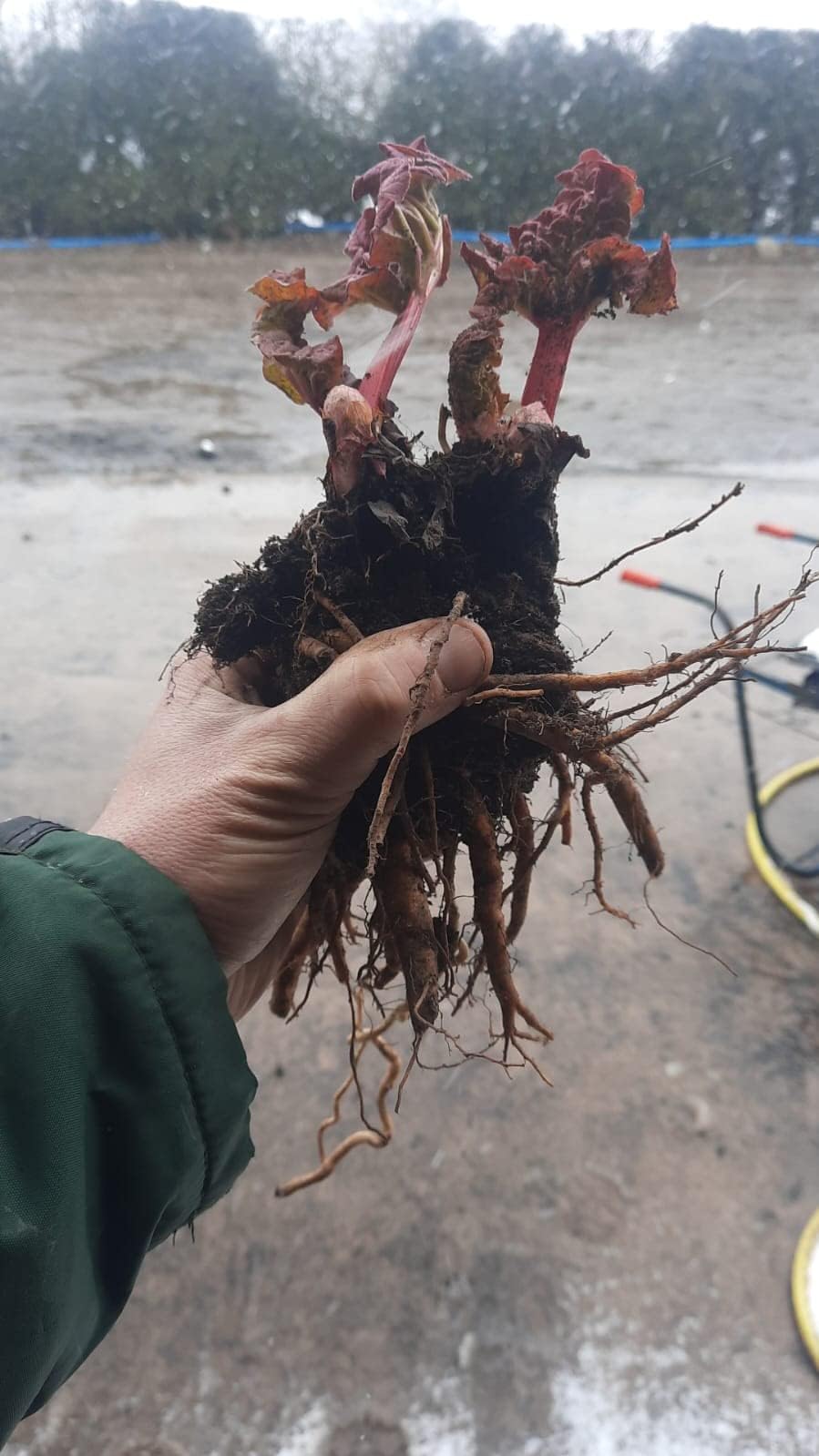 2 x Rhubarb Crowns 'Timperley Early' - Ready to Plant Rhubarb Crown ...