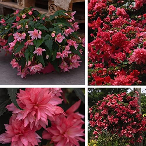 Begonia ‘Funky Pink’ 12 Garden Ready Outdoor Bedding Perfect Plants ...