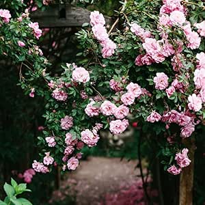 Amazon.com : Pinkie Climbing Rose Live Plants for Planting Outdoors ...