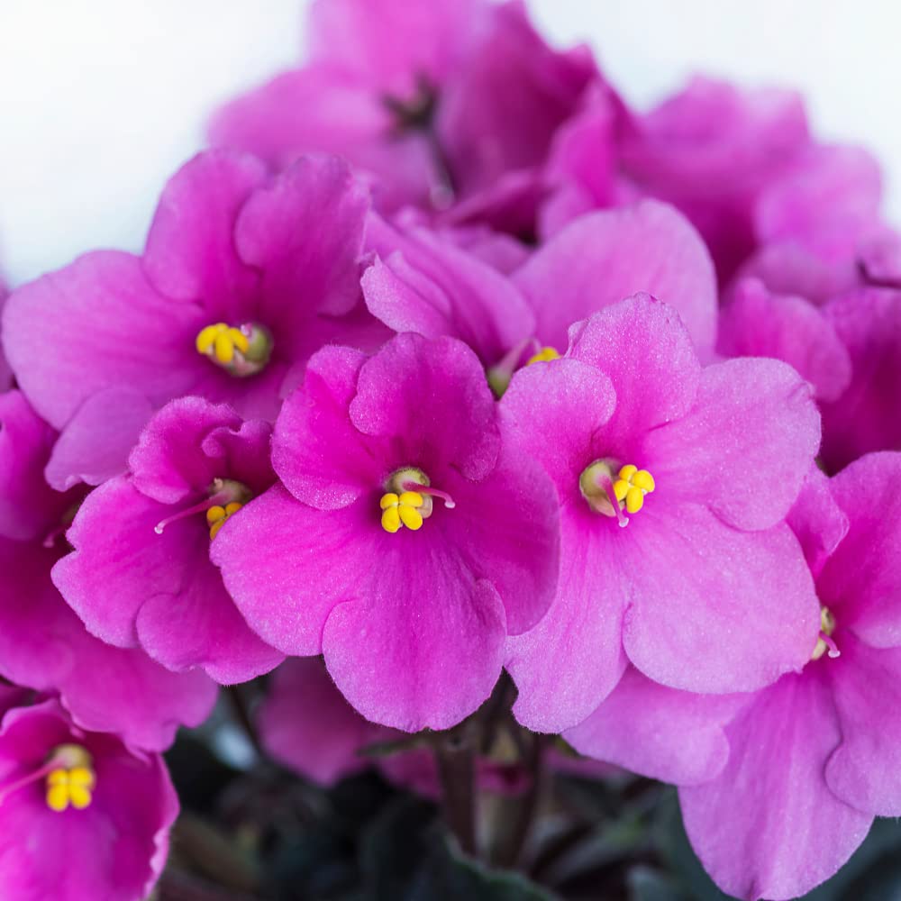 Rosa Violeta Africana