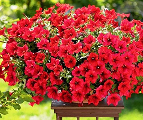Creative Farmer Flower Seeds : Petunia Scarlet Mix Best Packet (11 ...