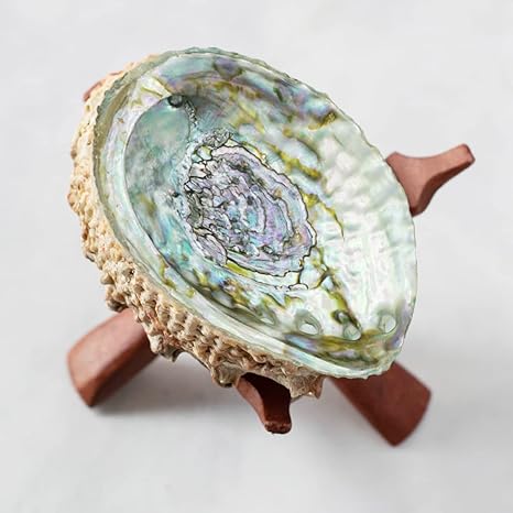 Amazon.com: ESPOIR & AMOUR Abalone Shell with Wooden Tripod ...