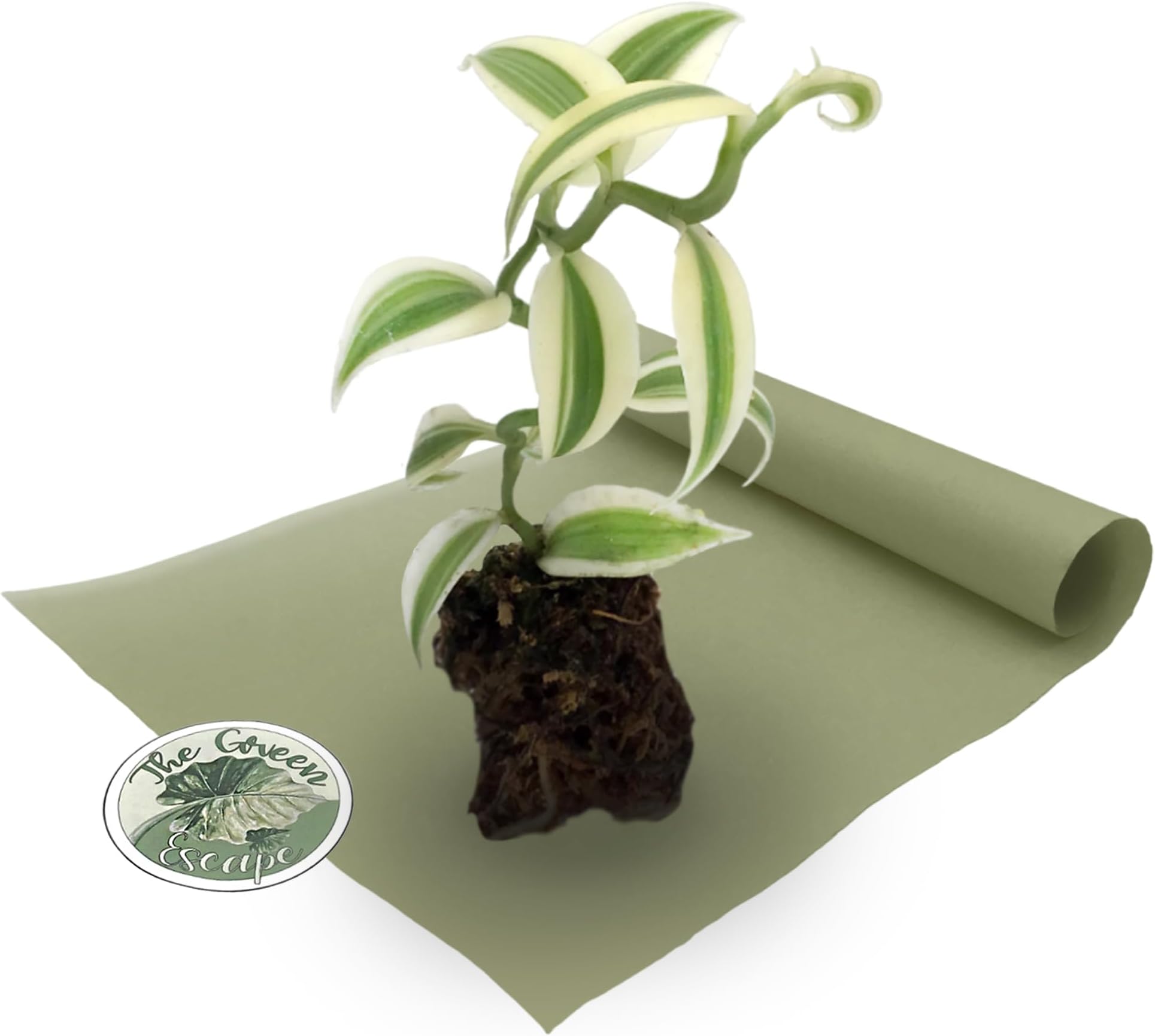 Amazon.com : Vanilla Bean Orchid Live Plant 10 Inches Rooted Stem ...