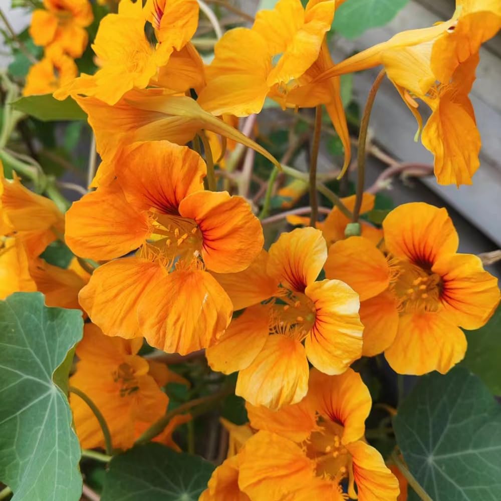 Significado De La Flor De Capuchina Capuchina: Secreto Natural Para