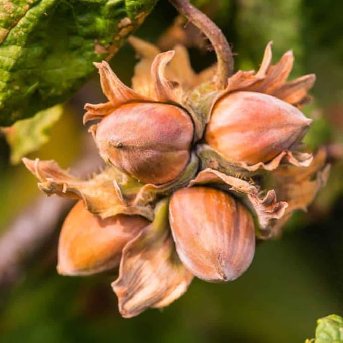 Amazon.com : Live Hazelnut Tree Plant, Up to 2 Feet Tall, Cold-Hardy ...