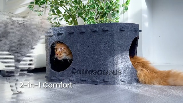 Watch Introducing CATTASAURUS Peekaboo Bunk Bed on Amazon Live