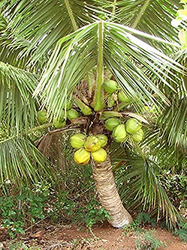 Trothic Gardens Dwarf Rare Hybrid Coconut Nariyal Thengu Cocanut Live ...