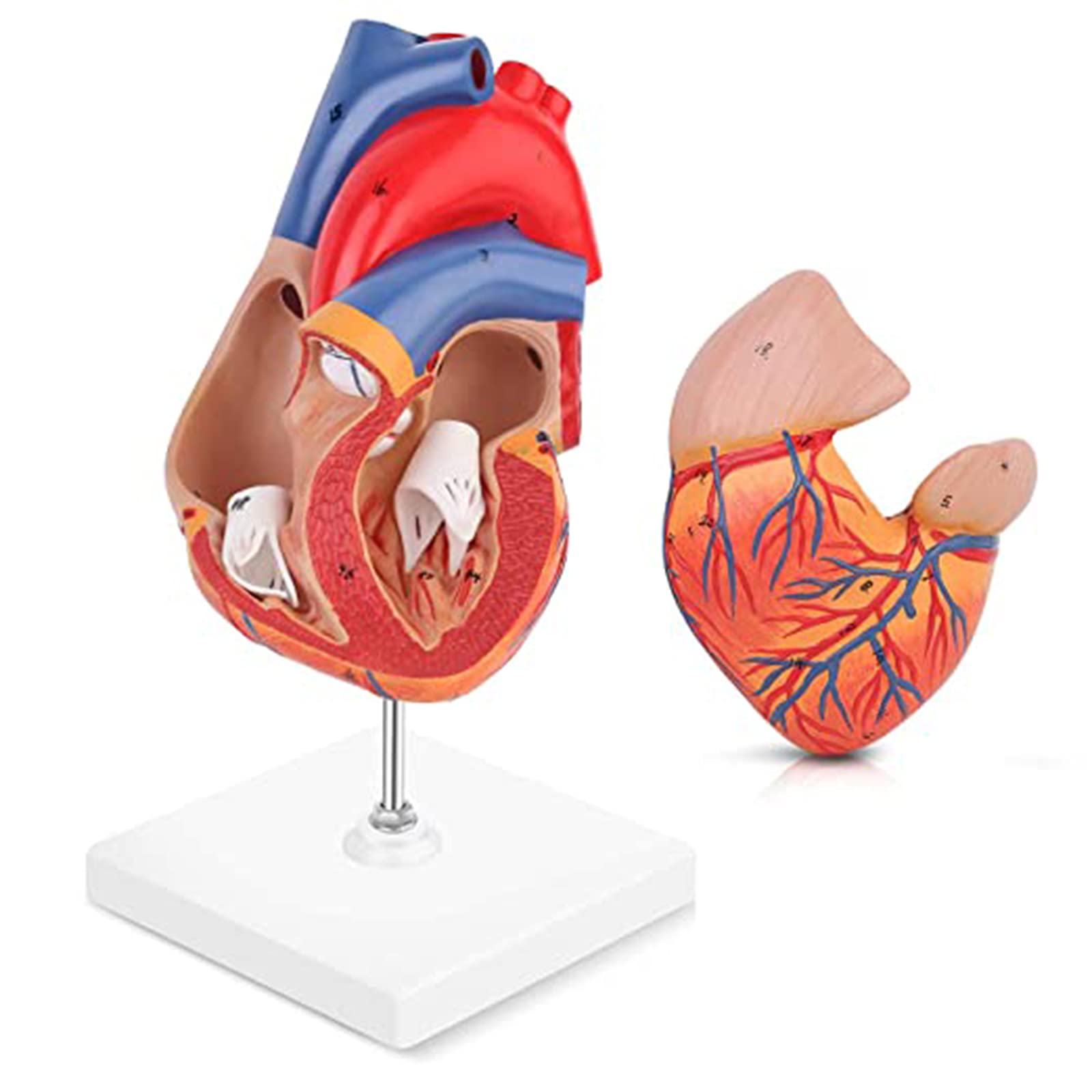 Buy LHLYL-DP Human Heart Model Skeleton Model with Nerves Veins and ...