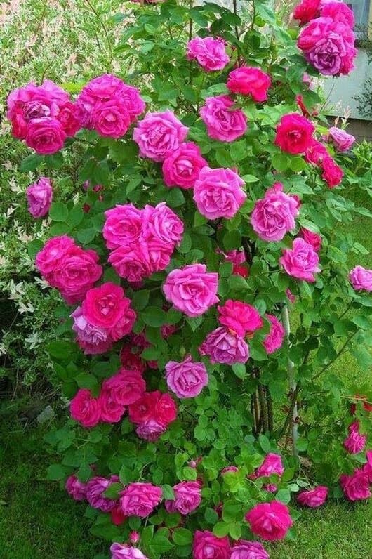 Punarva Rose Plant : Amazon.in: Garden & Outdoors