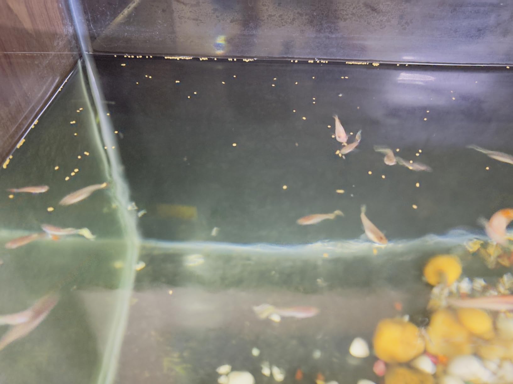 Intan Guppy Pellets (0.8 MM Floating) | 60 Gram Highly Nutritious ...