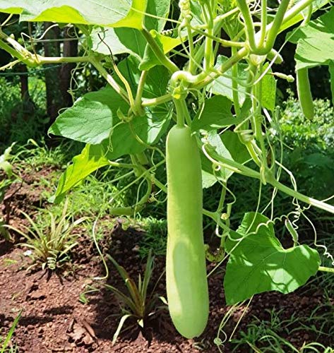 Bottle Gourd (Loki/Ghiya) HYBRID Vegetables High Germination Seeds ...