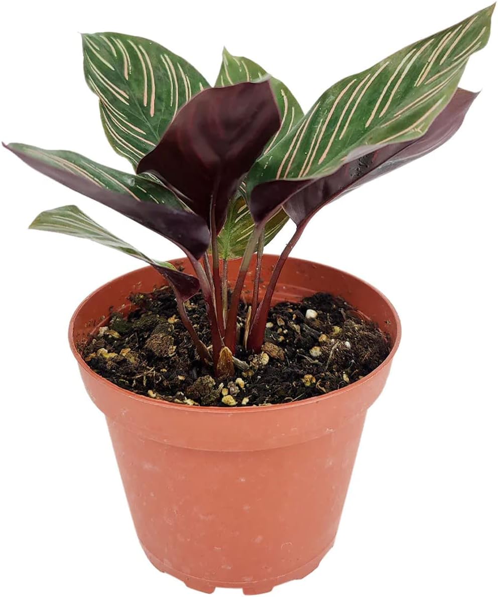 Amazon.com : Calathea Ornata - Pinstripe Prayer Plant (4" Grower Pot ...