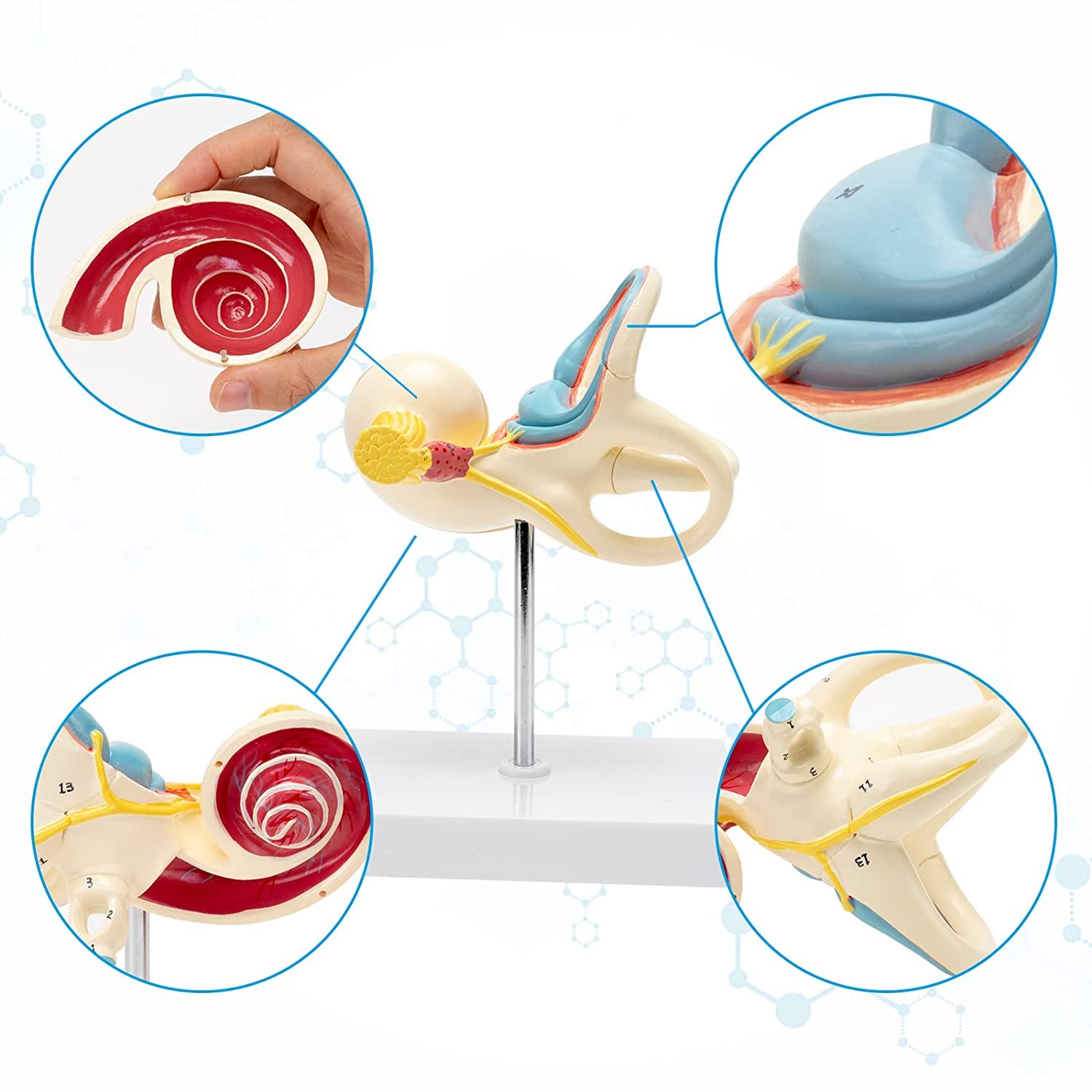 Inner Ear Anatomy Model Inner Ear Diagram Drawing / Easy Way / Draw