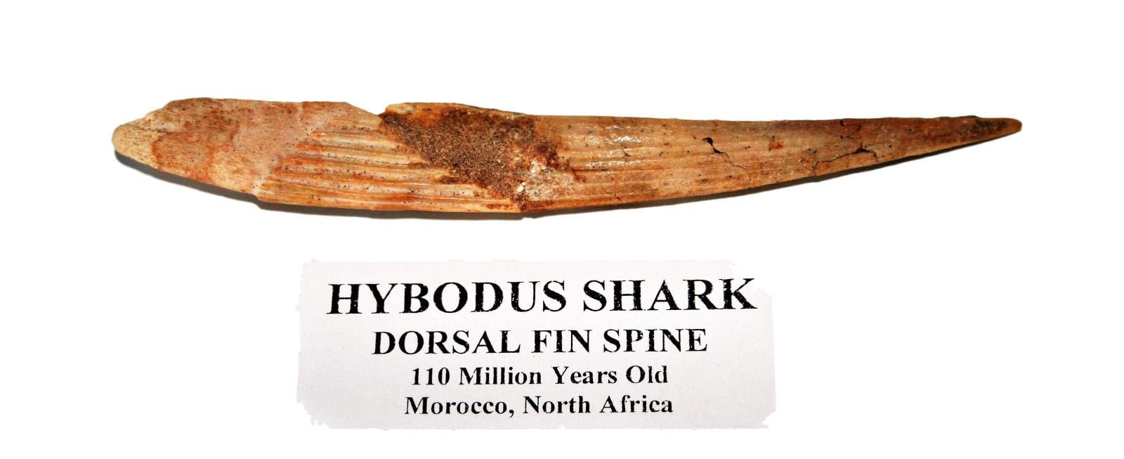 Hybodus Shark Tooth