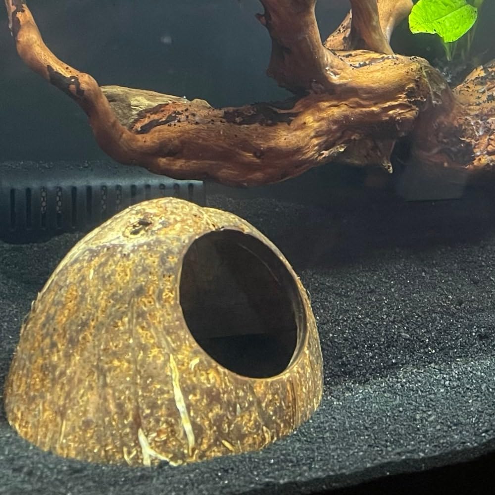Amazon.com : Aquarium Cave Coconut Shell Cave and Hide for Fish, pleco ...