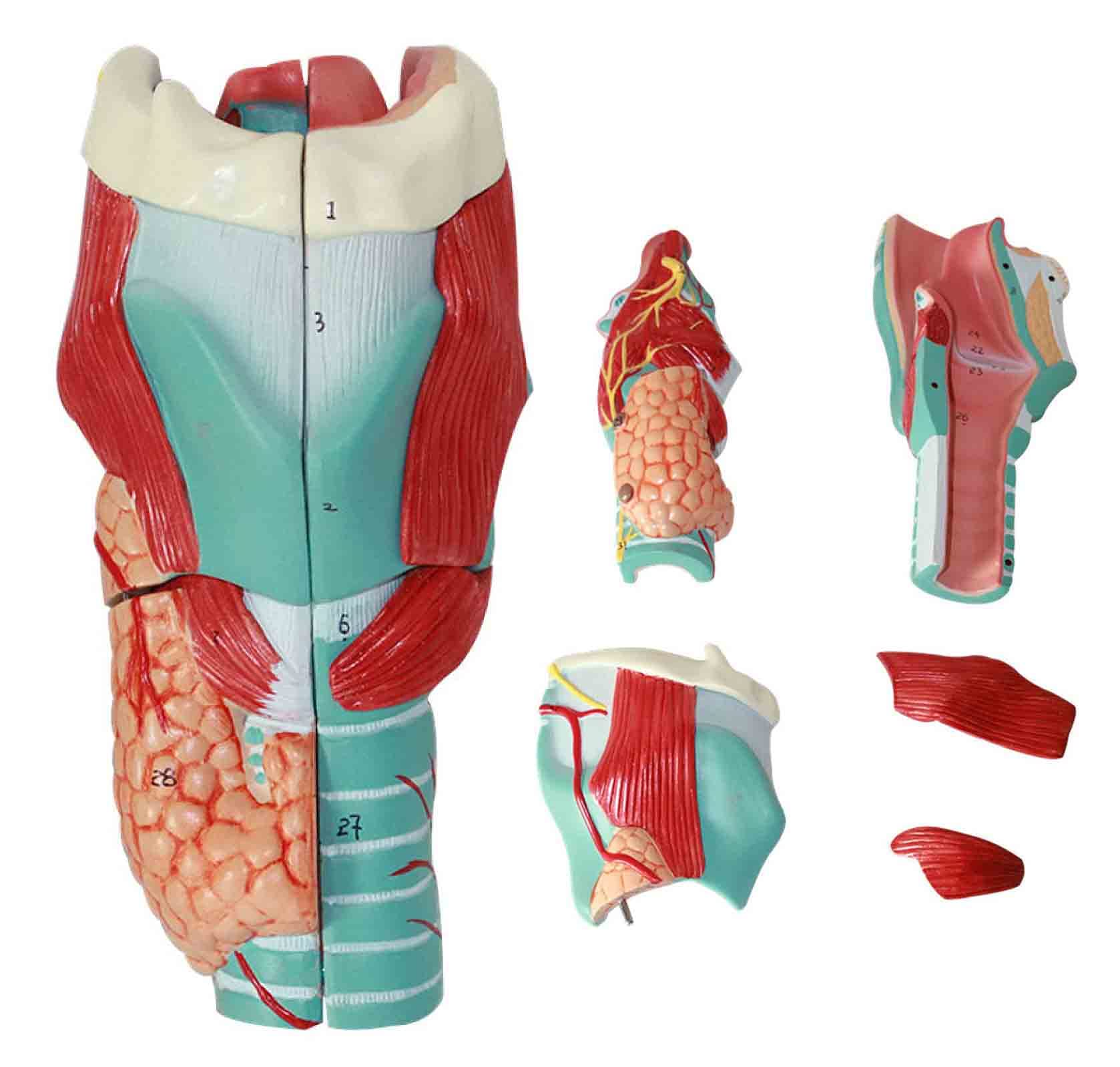 Buy UIGJIOG Larynx Model Views 2 times Anatomical Model of Removable ...