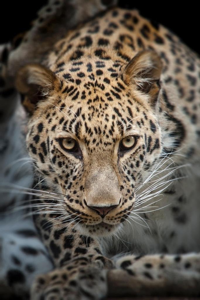 Amazon.com: Close Up of Angry Leopard Photo Photograph Laminated Dry ...