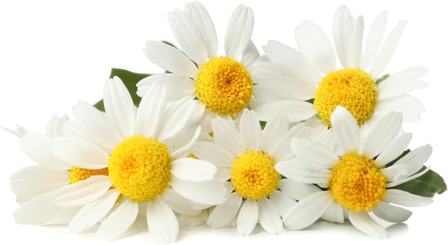Chamomile Plants - Flowering 'Sweet' - 6 x Plug Plant Pack - Chamomile ...