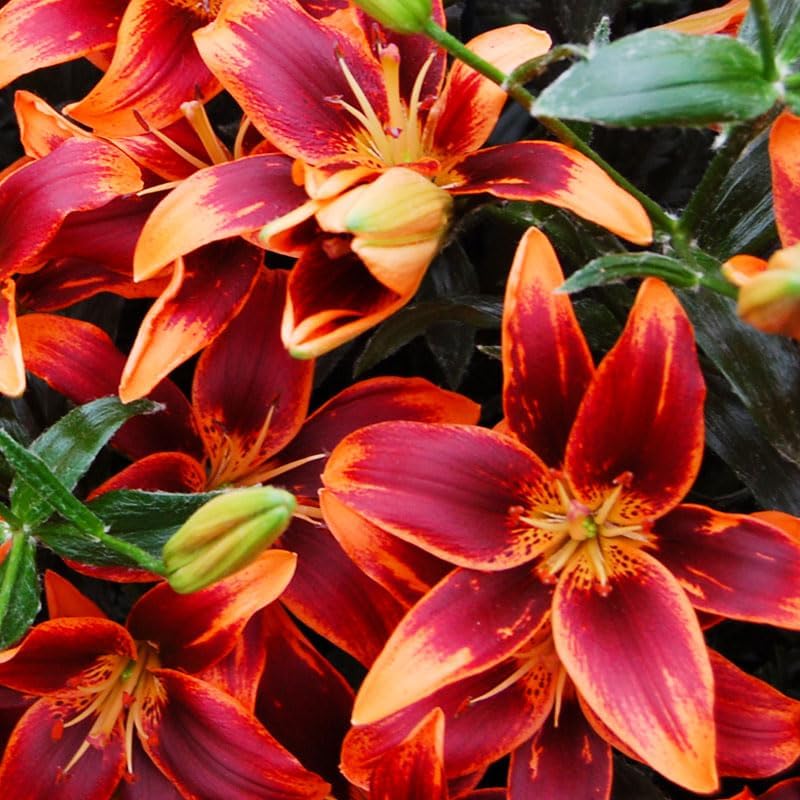 Amazon.com : Trogon Asiatic Lily Flower Bulbs - 3 Lilies Per Pack ...