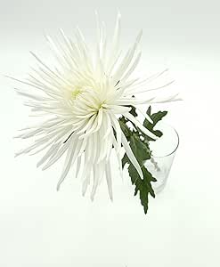 Amazon.com : Rumhora Greens | (4) Four Bunches of Fresh and Natural ...