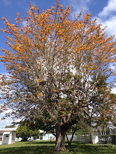 Creative Farmer Tree Seeds Savukku-Maram Flowering Shrub Seeds Kitchen ...