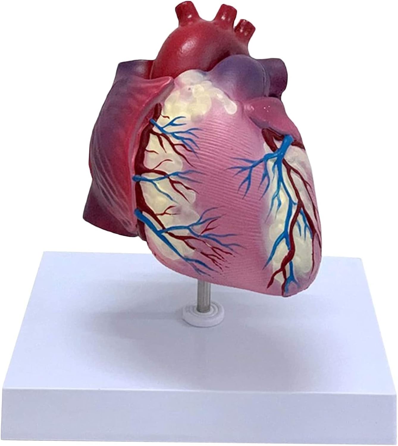 Amazon.com: Human Heart Model for Anatomy 2 - Part Heart Models Life ...