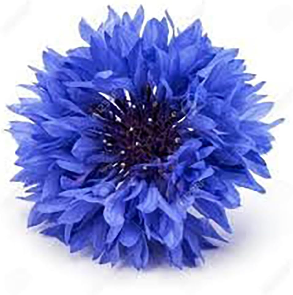 Amazon.com : Short Blue Bachelor Button Seeds - One of America's ...
