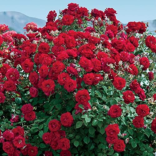 Amazon.com : Don Juan Rose Bush Live Starter Plant, Fragrant Red Rose ...