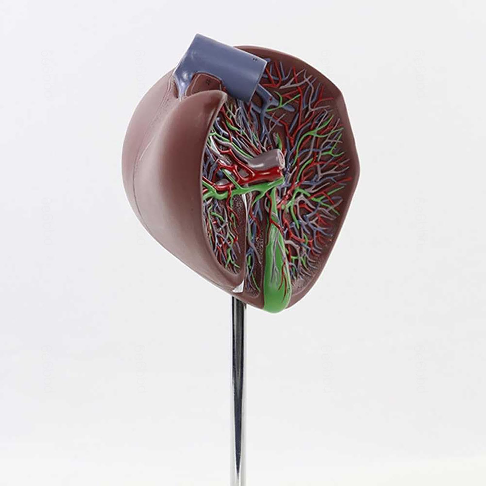 Modelo De Figado E Vesicula Biliar Rotulado Anatomia Do Fígado E Do