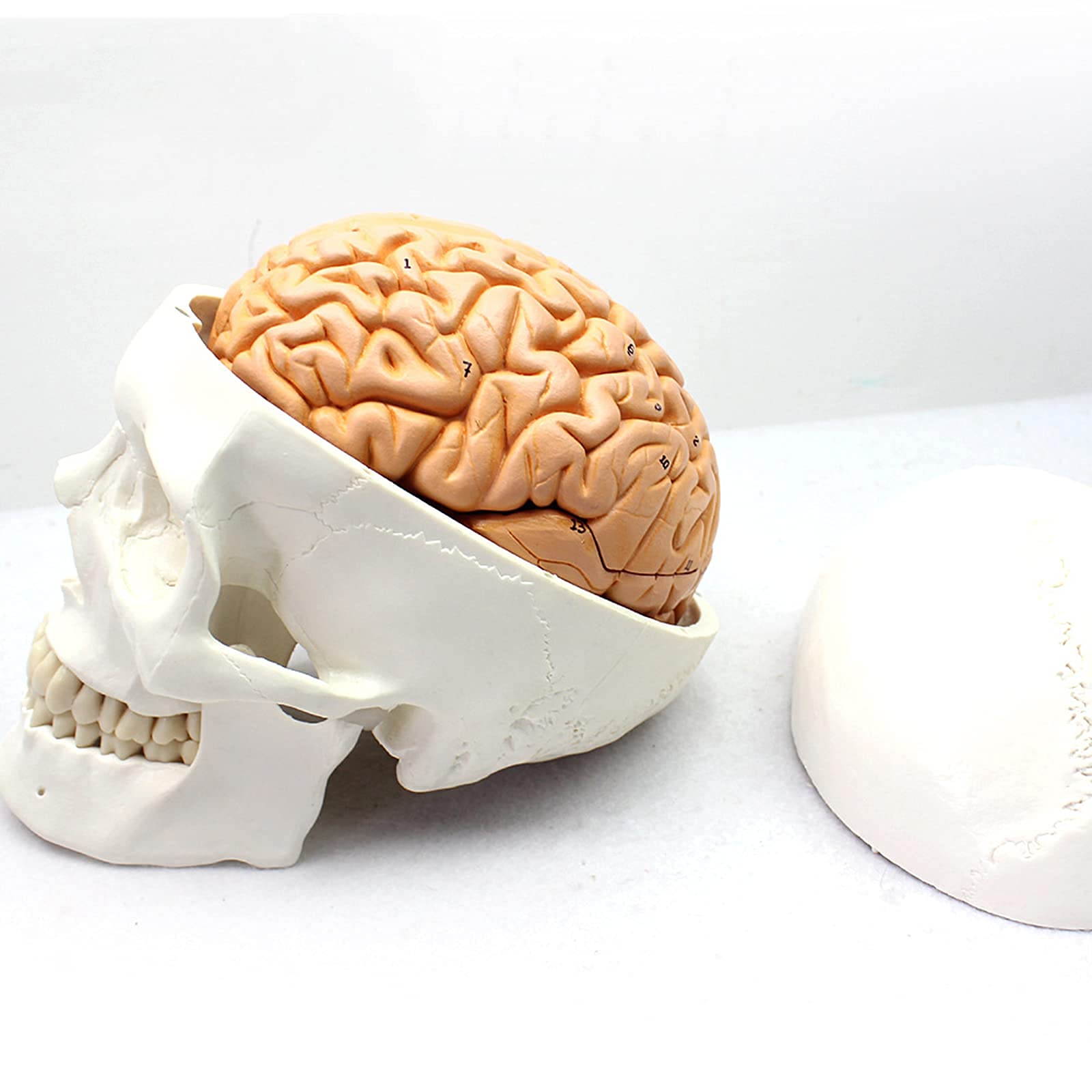 Fgvbc Human Skull And Brain Anatomical Model Anatomically Accurate ...