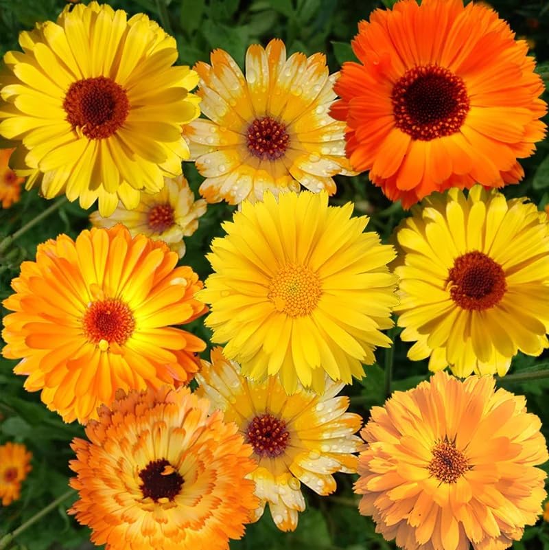 Amazon.com : Calendula Seeds, Pacific Beauty Mix, Pack of 2000 Seeds by ...