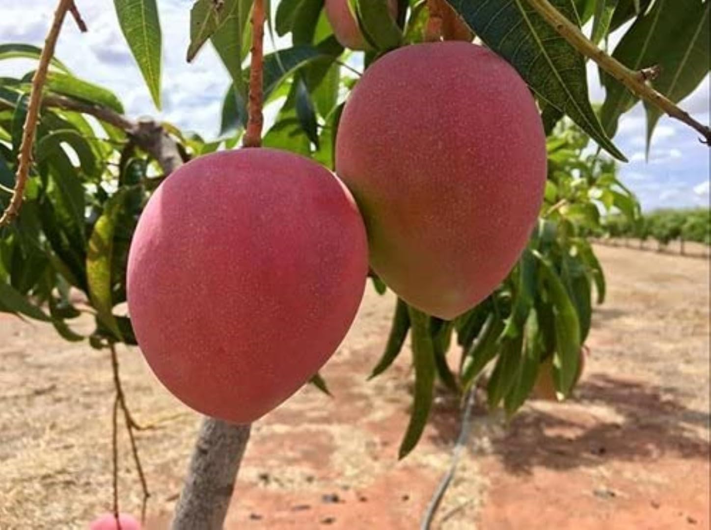 All Time Sweet Red Mango Seedless Special Thailand Variety, Healthy ...