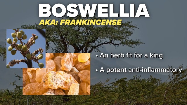 Snapklik.com : UpWellness Golden Revive + Joint Support