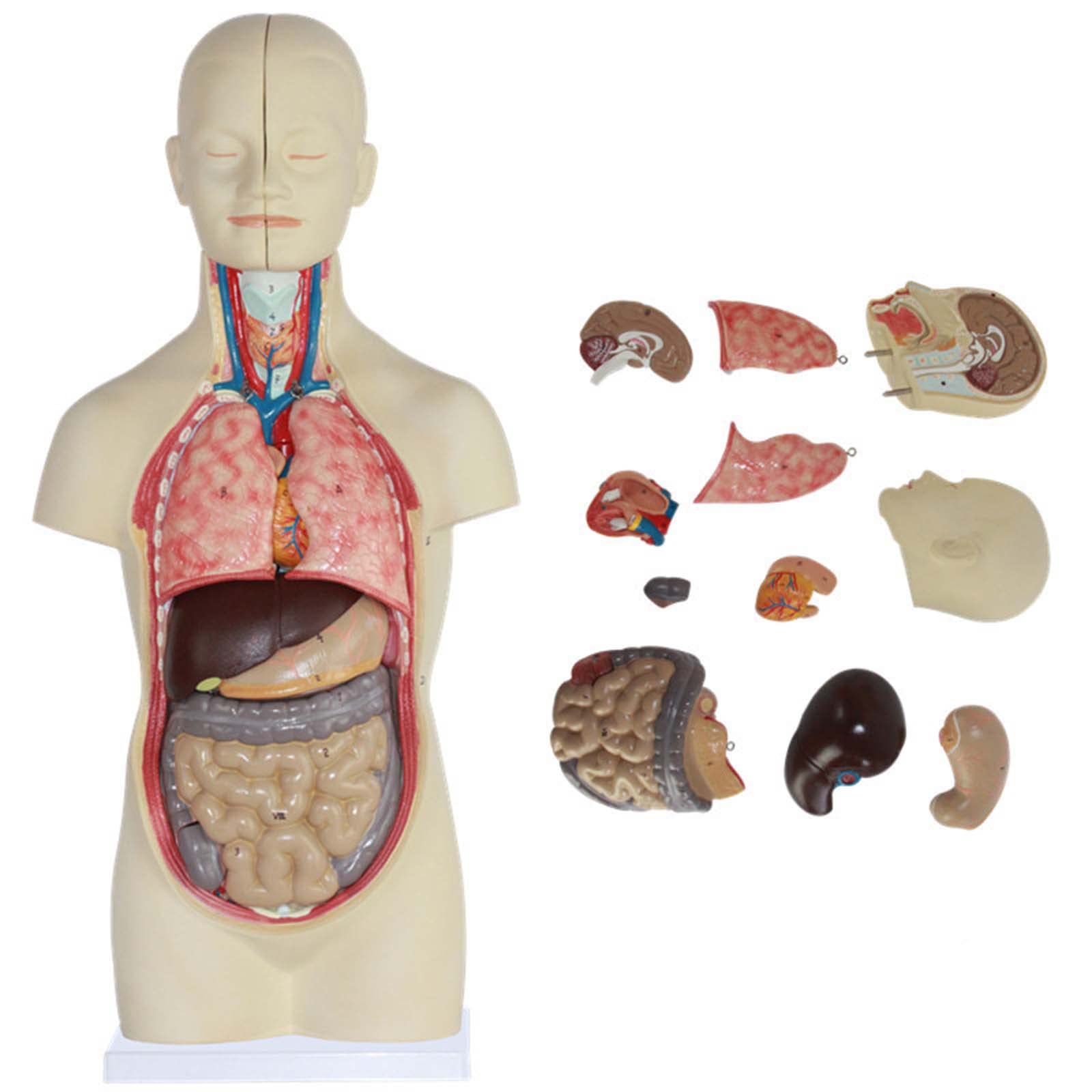 Buy No Gender Human Torso Anatomy Model Human Heart Torso And Skeleton ...