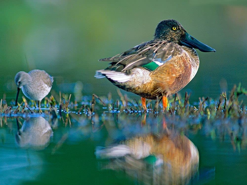 Drake Shoveler