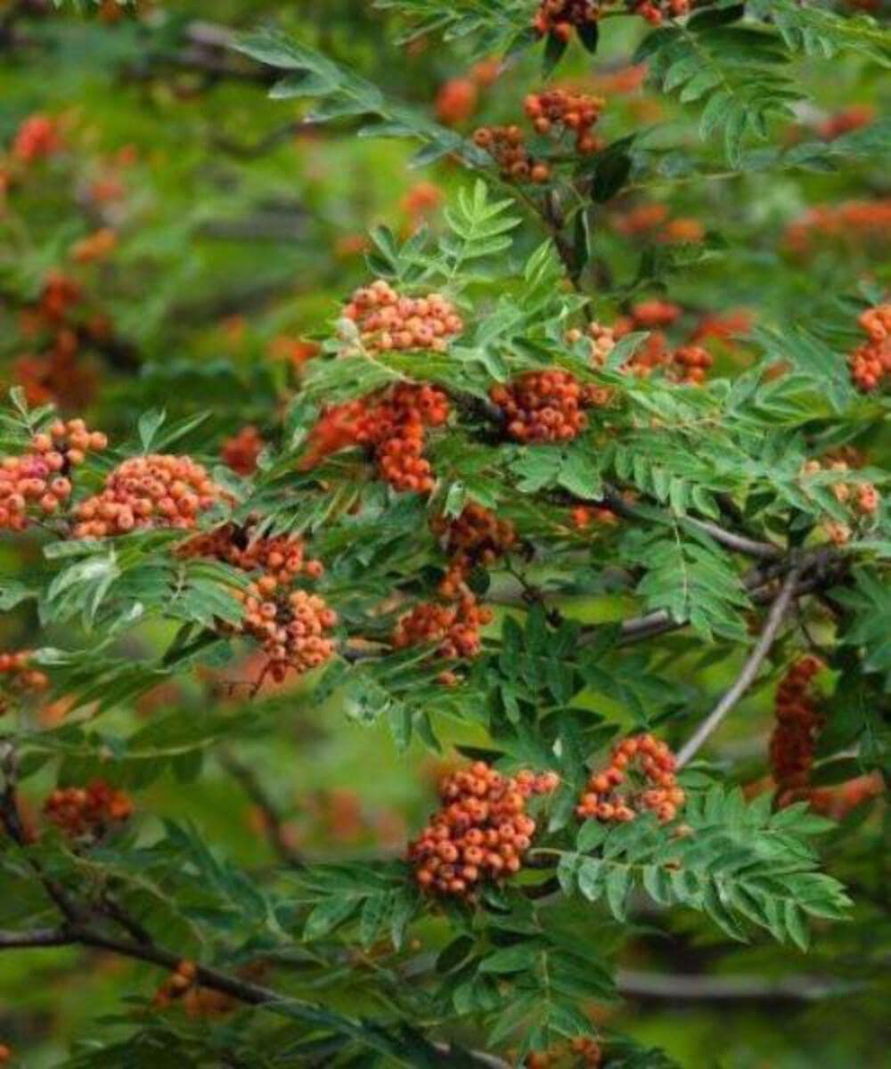 Buy Rowan Trees - Sorbus aucuparia (Tree Sings/Seedlings) Online at ...