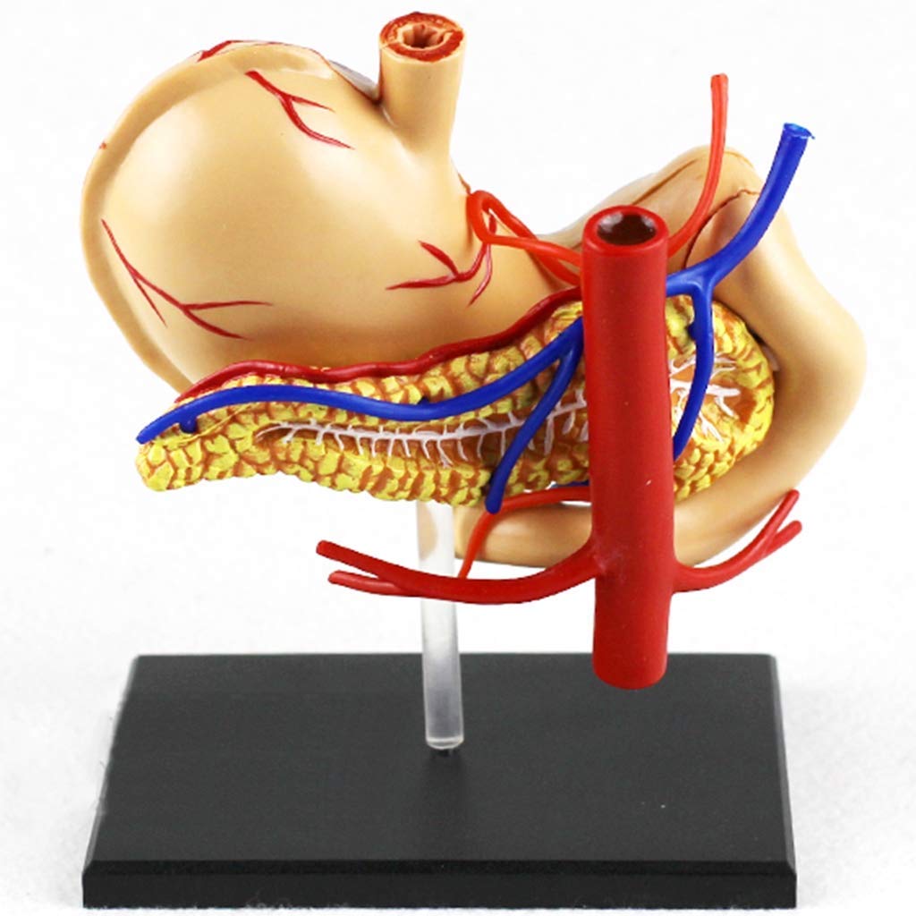 Buy Teaching model Human Organ Anatomical Model -1:1 Life Size Human ...
