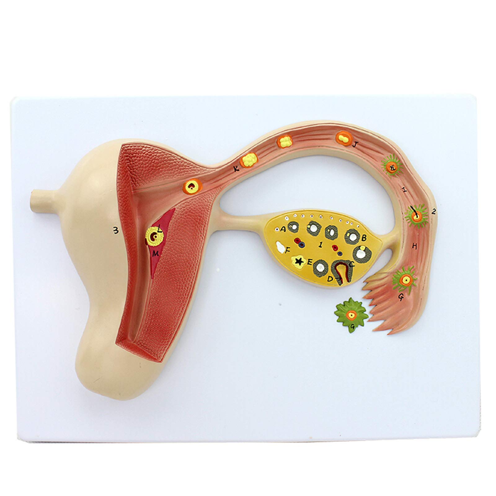 Zxcvbas Model Of Fertilized Egg Model Of Uterine Tissue In | Desertcart ...