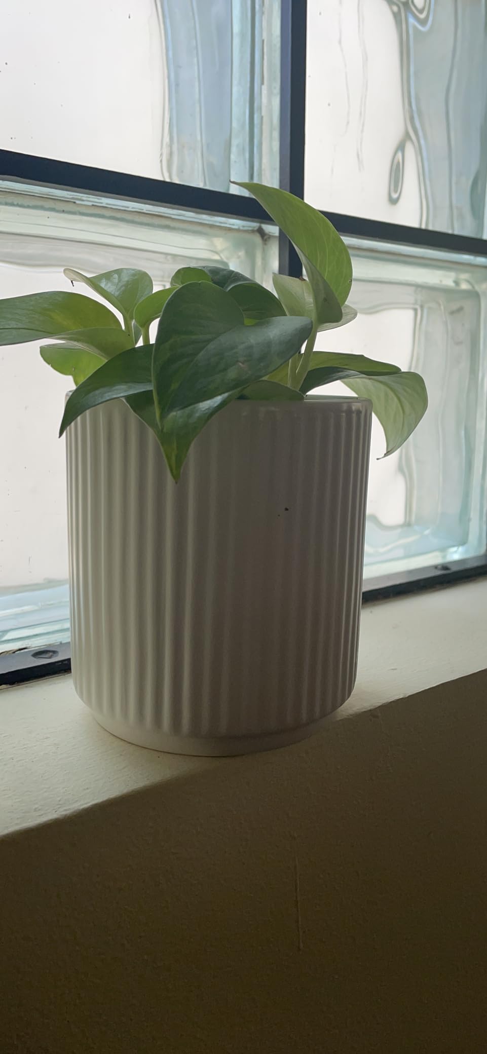 Anko White Linear Pot - Small | Ceramic Pot with Linear Design |Ideal ...