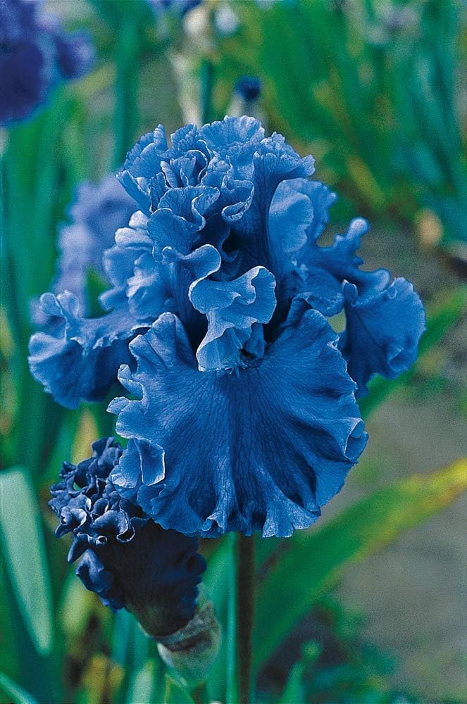 Amazon.com : Breck's Bulbs and Perennials - Sea Power Iris - Wavy ...