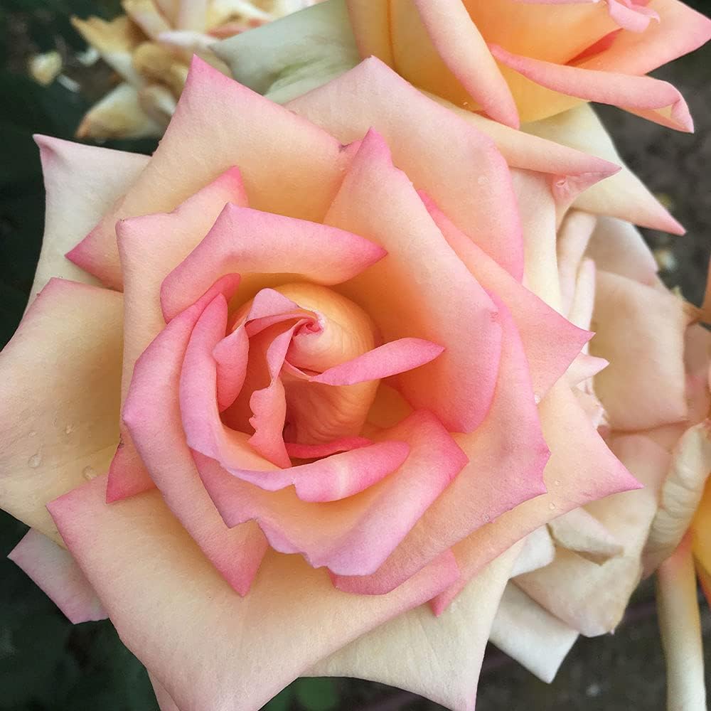 Amazon.com : Heirloom Roses Rose Bush - The Lady Live Blend/Multi-Color ...