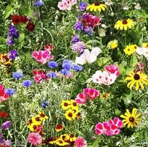 Amazon.com : Wildflower Mix,birds,bees&butterfly,1oz,approx 8,750 Seeds ...