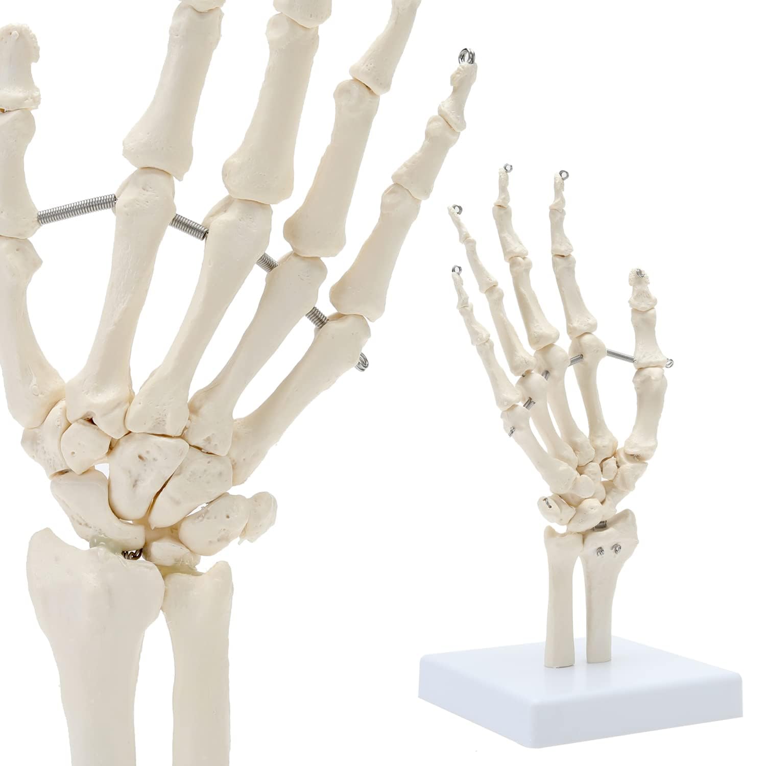 Buy MIIRR Hand Skeleton Model, Showing The Ulna and Radius, The Hand ...