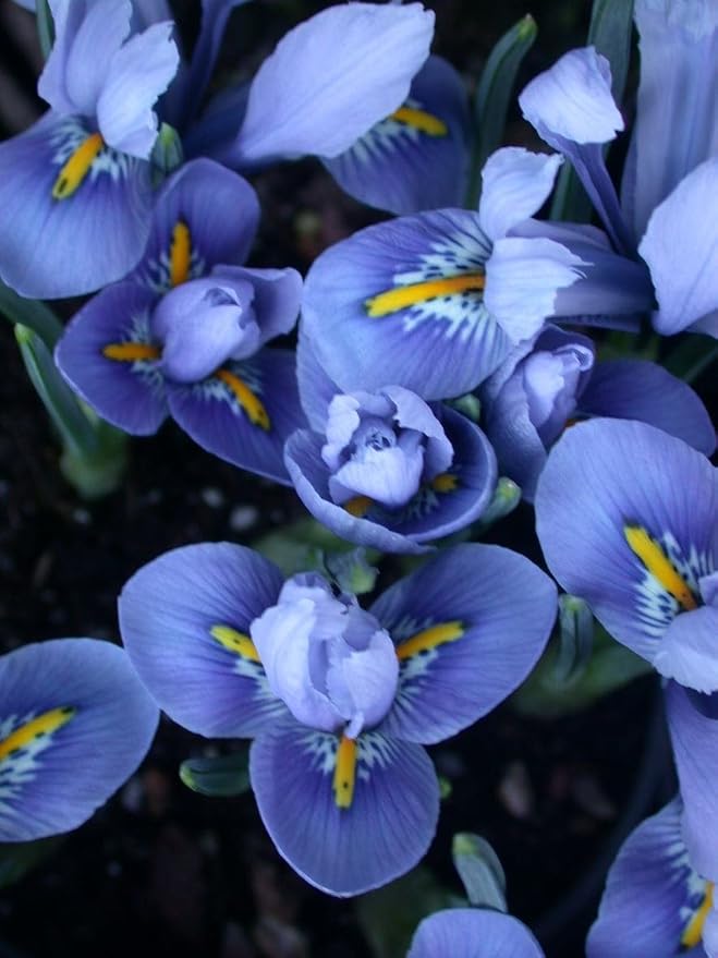 JULIA'S GARDEN-50 MINIATURE DWARF IRIS ALIDA-LIGHT BLUE FLOWER ...