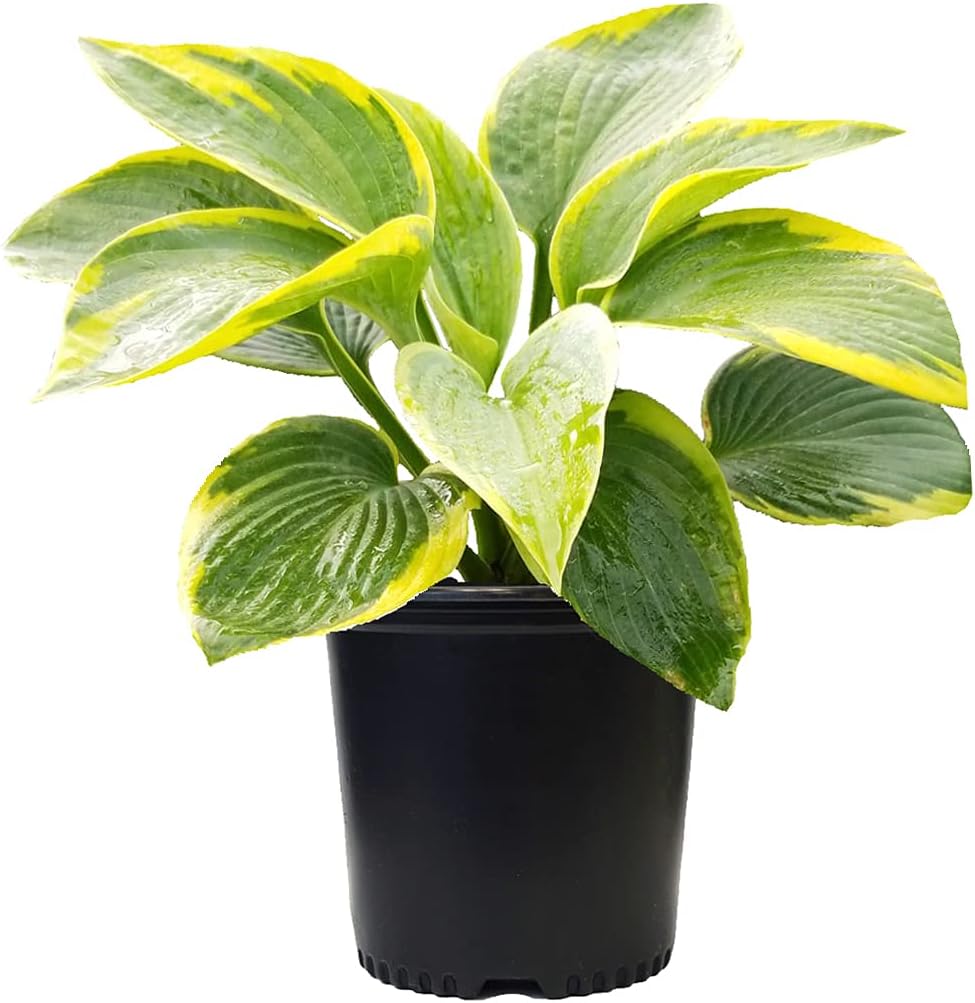 Amazon.com : Mixed Hosta Pack - 6 Perennial Bare Roots : Patio, Lawn ...