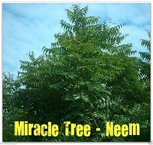 Creative Farmer Live Herbal Plant Neem Azadirachta Indica State Tree of ...