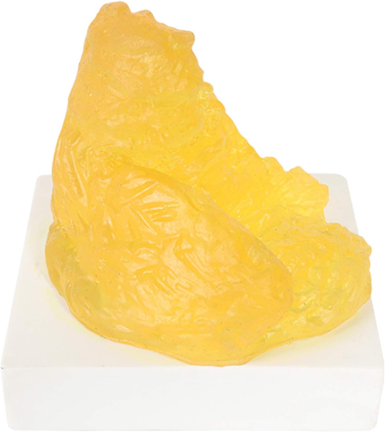 Life Size Fat Anatomy Model - 1.1 lb Human Body Fat Adipose Model ...