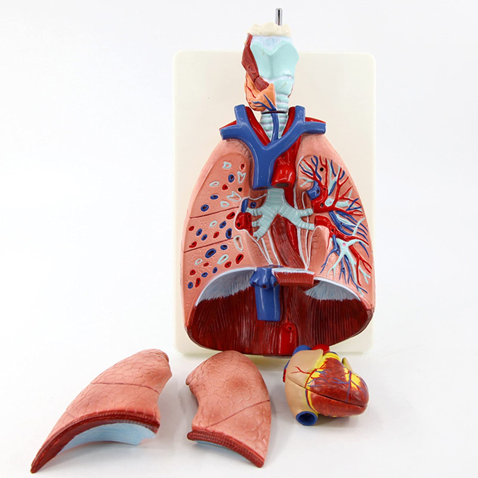 Human Lung And Respiratory System Model 3 4 Life Size | Desertcart Cyprus